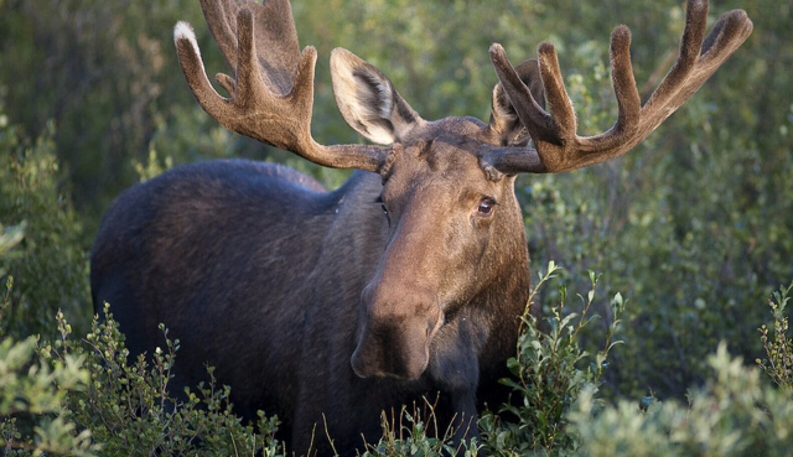 Disturbing Moose Trophy Hunt Called 'Immoral' By Horrified Bystanders ...