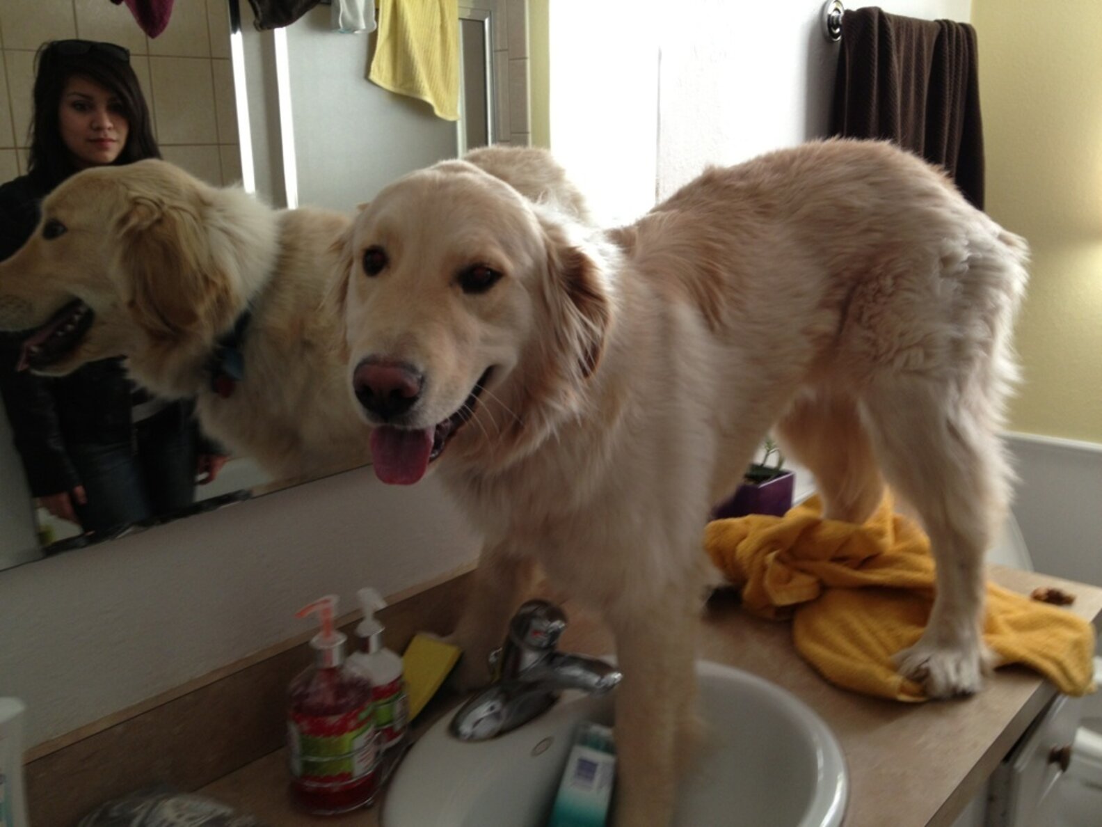 9 Big Dogs Who Have No Idea How They Got On The Counter - The Dodo