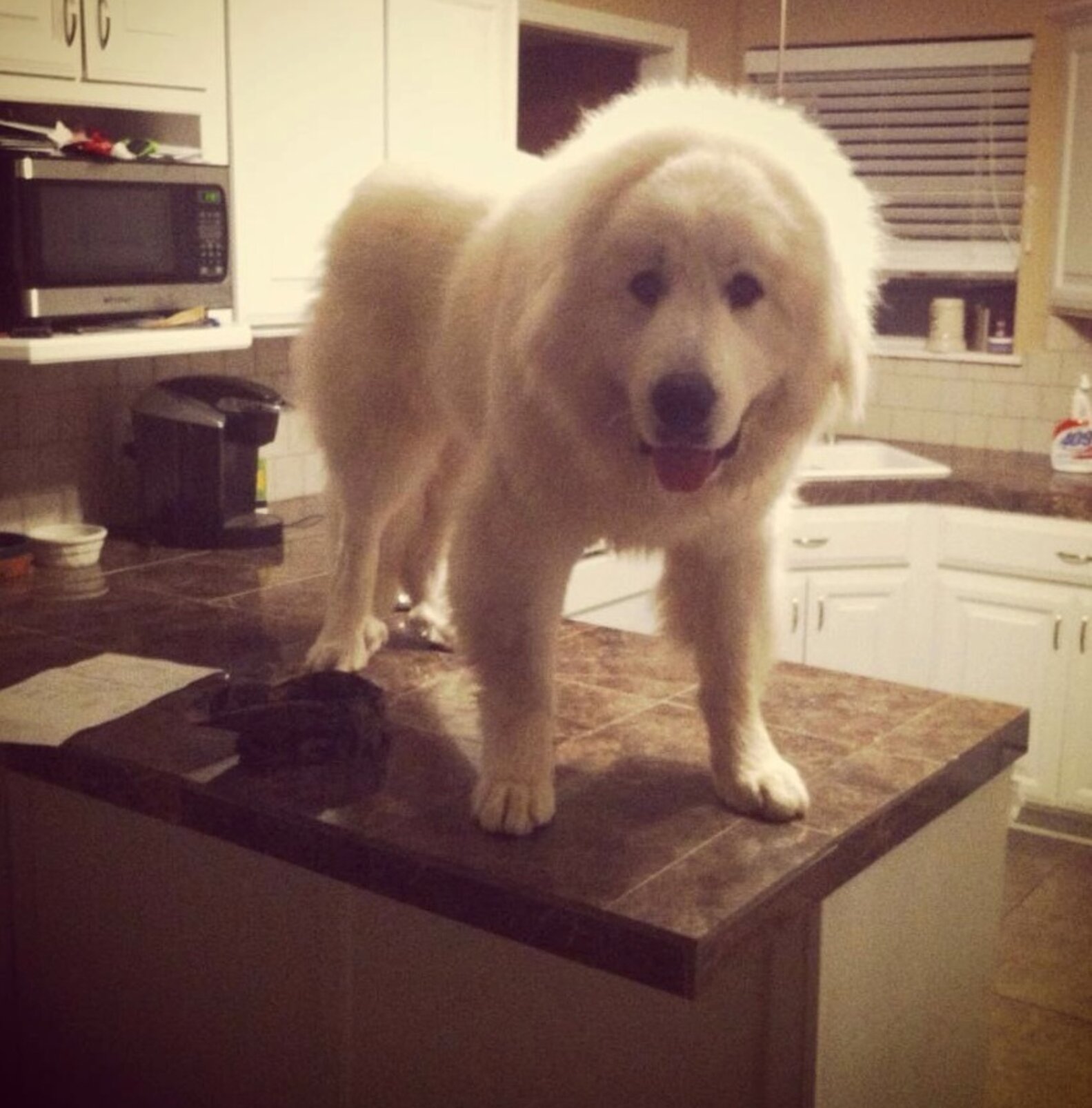 9 Big Dogs Who Have No Idea How They Got On The Counter - The Dodo