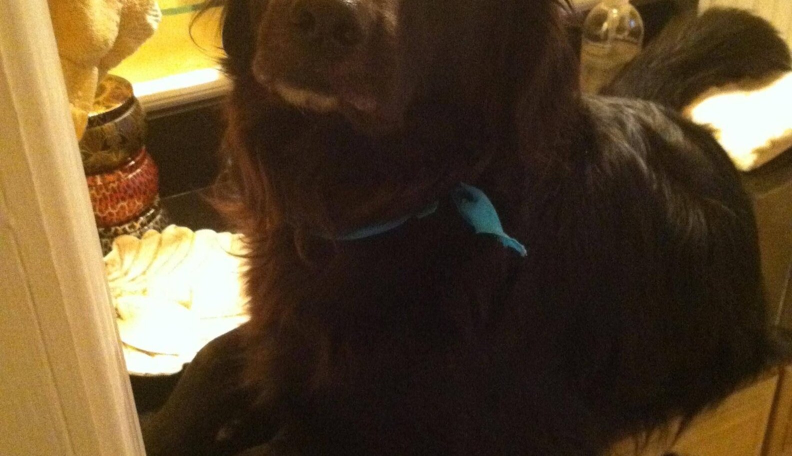 9 Big Dogs Who Have No Idea How They Got On The Counter - The Dodo