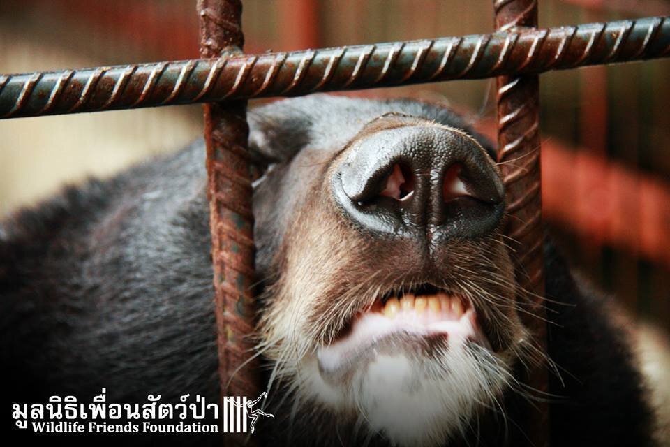 Tragic Photos Of Abused Bear Inspire Rescue Of Her Fellow Captives ...