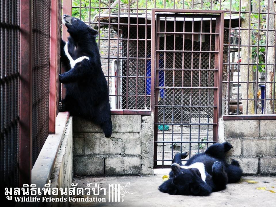 Tragic Photos Of Abused Bear Inspire Rescue Of Her Fellow Captives ...