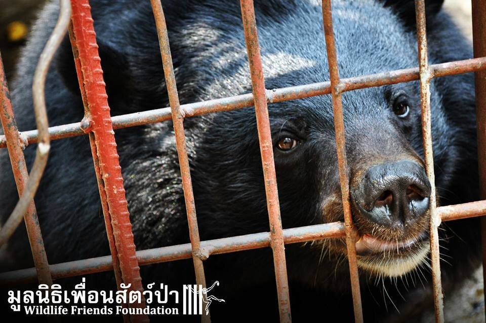 Tragic Photos Of Abused Bear Inspire Rescue Of Her Fellow Captives ...