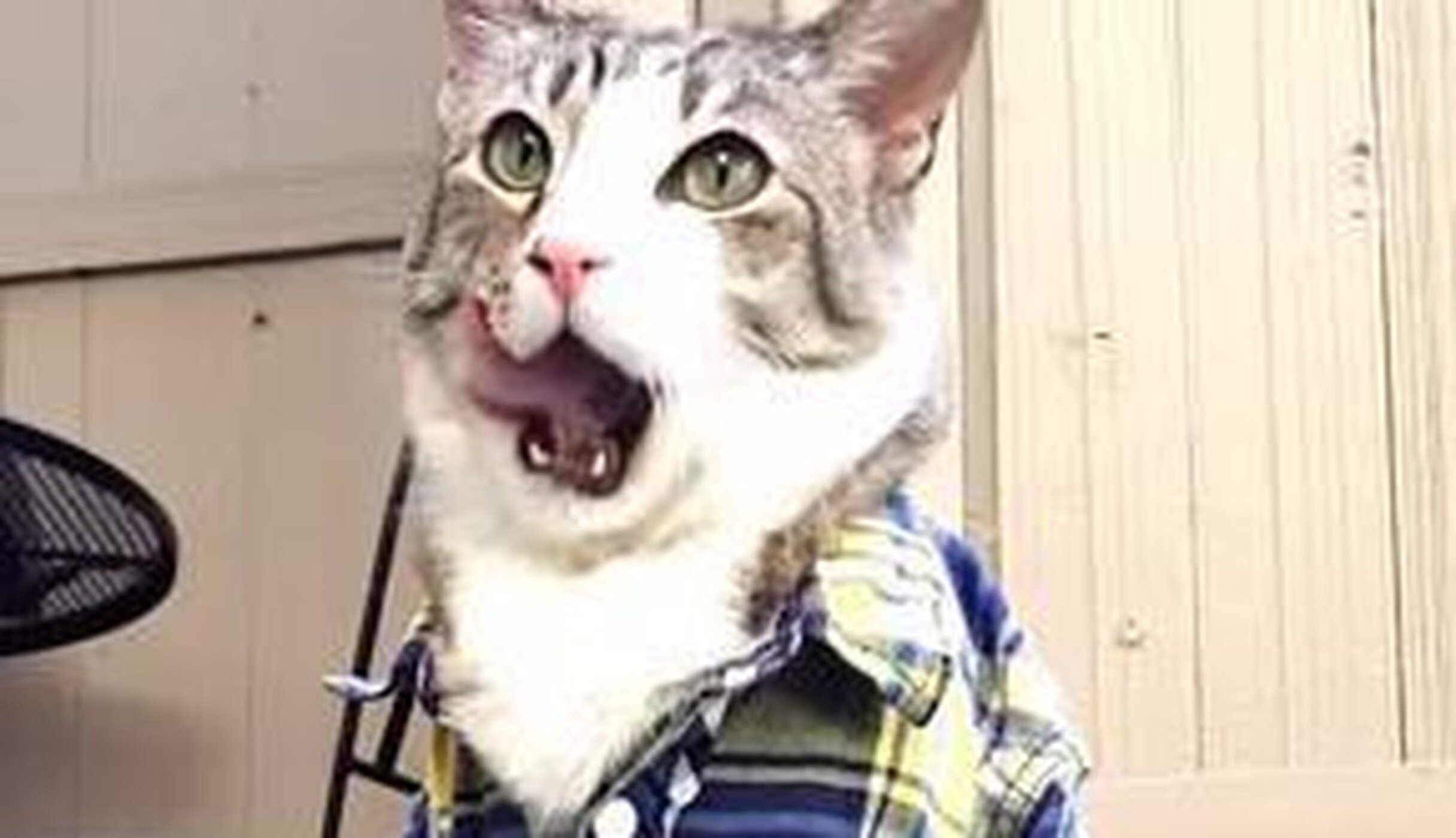 Dapper Cat Knows Exactly How To Get His Human To Feed Him - The Dodo