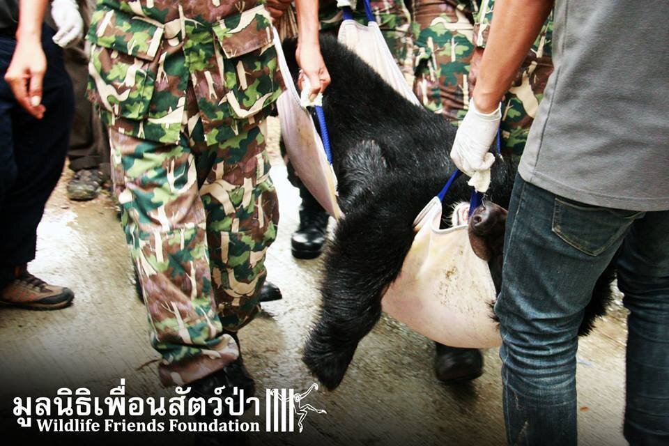 Tragic Photos Of Abused Bear Inspire Rescue Of Her Fellow Captives ...