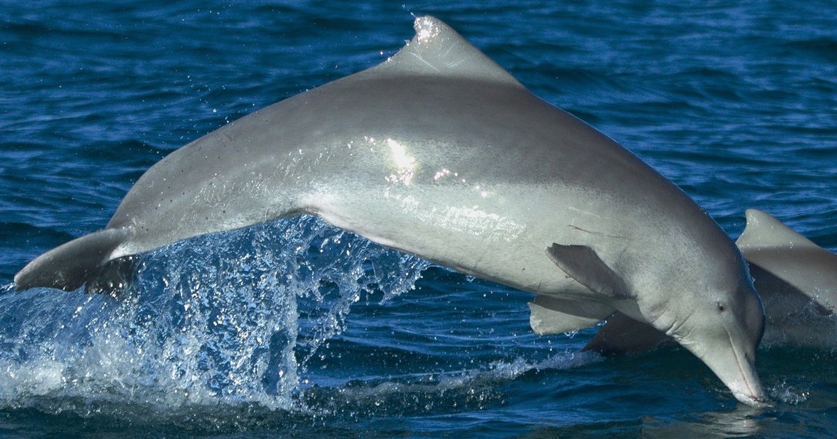 Meet The Australian Humpback Dolphin, A Recently Discovered Species ...