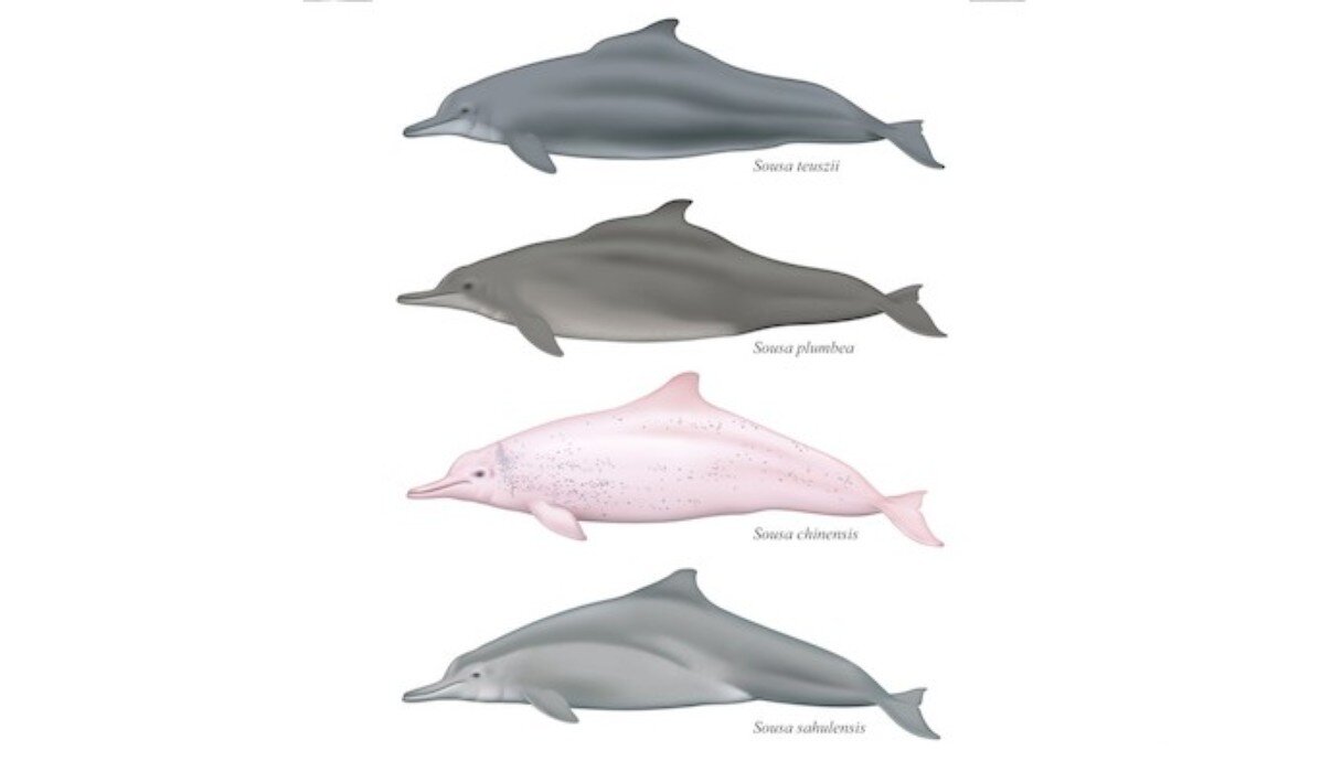 Meet The Australian Humpback Dolphin, A Recently Discovered Species ...