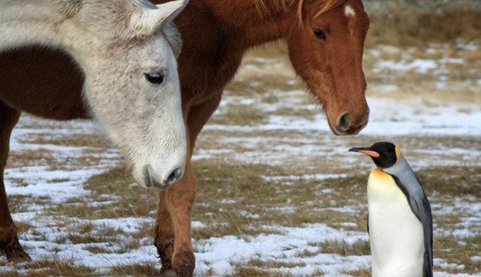 Photos Capture The Amazing Moment Horses Met A Penguin - The Dodo