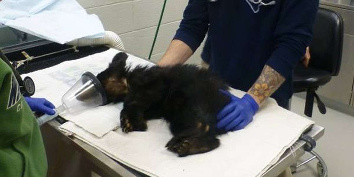 Littlest Baby Bear Gets Returned To The Wild With Her Friends - The Dodo