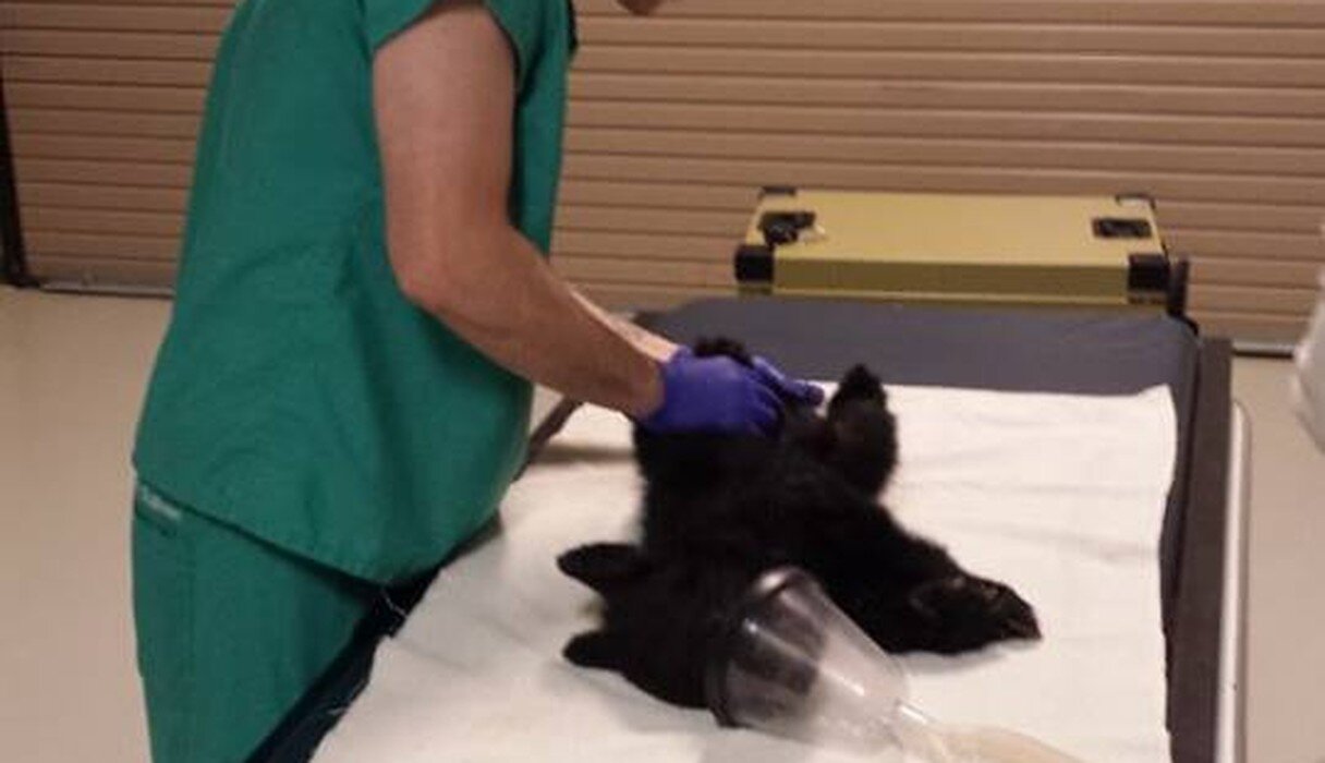 Littlest Baby Bear Gets Returned To The Wild With Her Friends - The Dodo