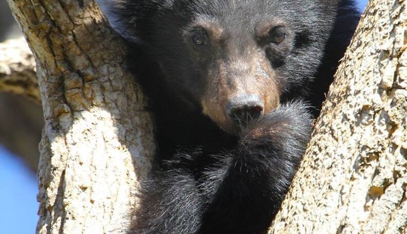 Littlest Baby Bear Gets Returned To The Wild With Her Friends - The Dodo