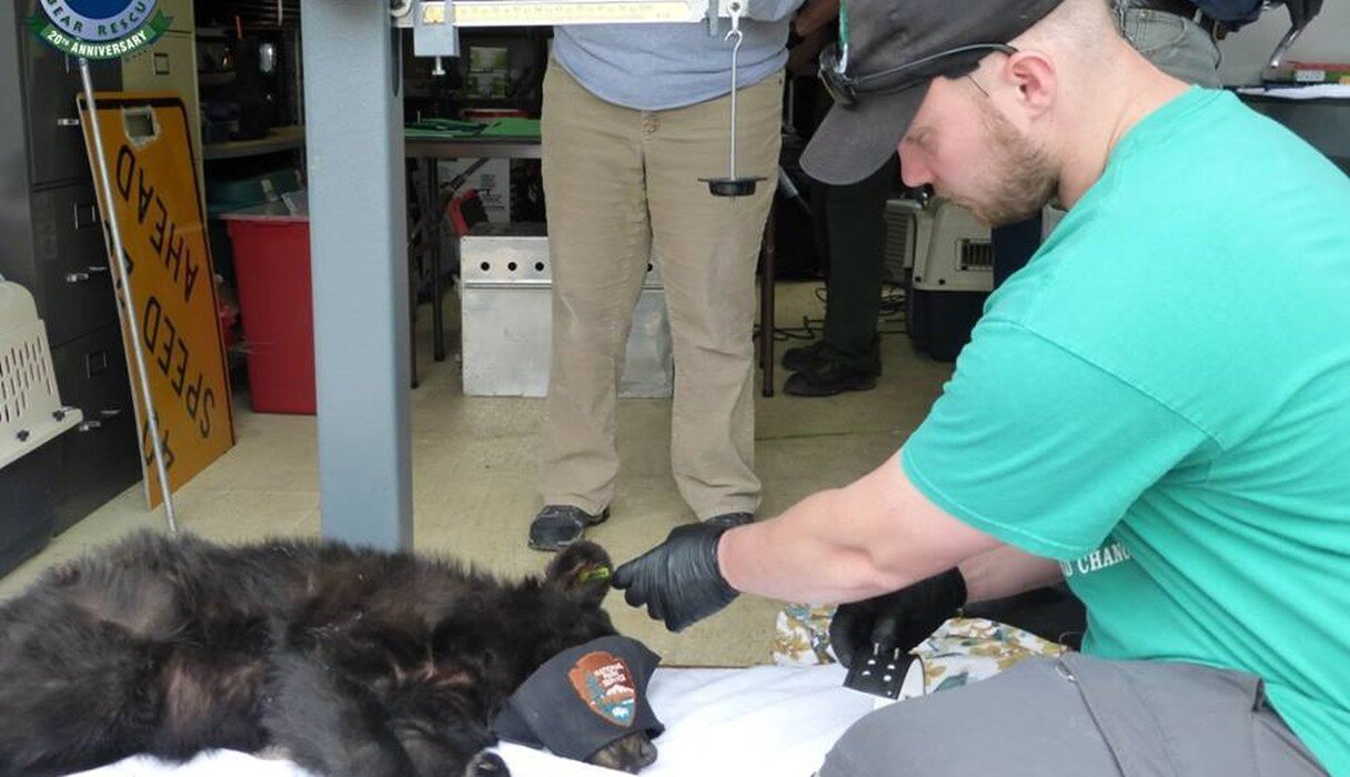 Littlest Baby Bear Gets Returned To The Wild With Her Friends - The Dodo