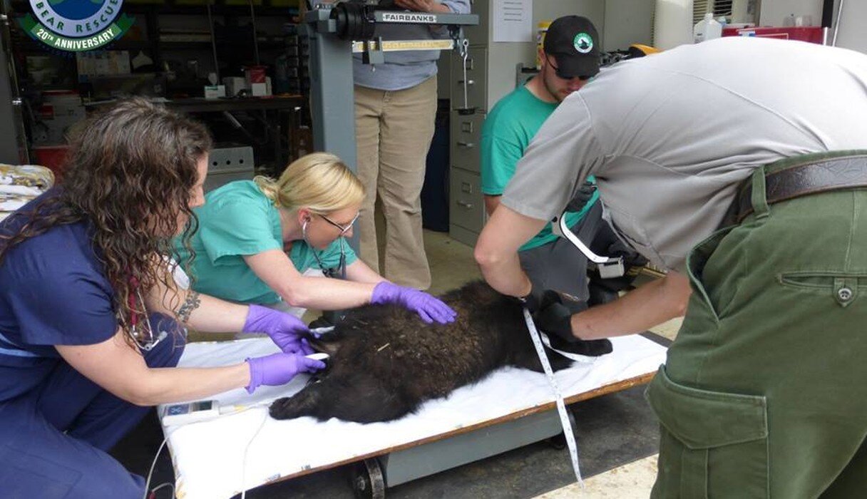 Littlest Baby Bear Gets Returned To The Wild With Her Friends - The Dodo
