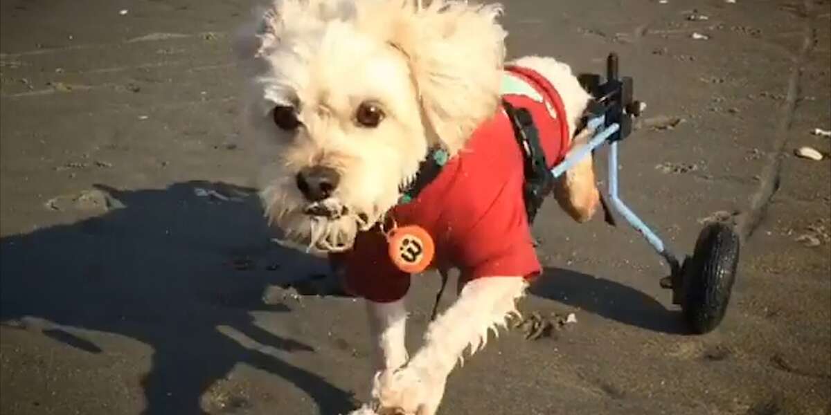 This Dog on Wheels Is Just Like Any Other Dog - The Dodo