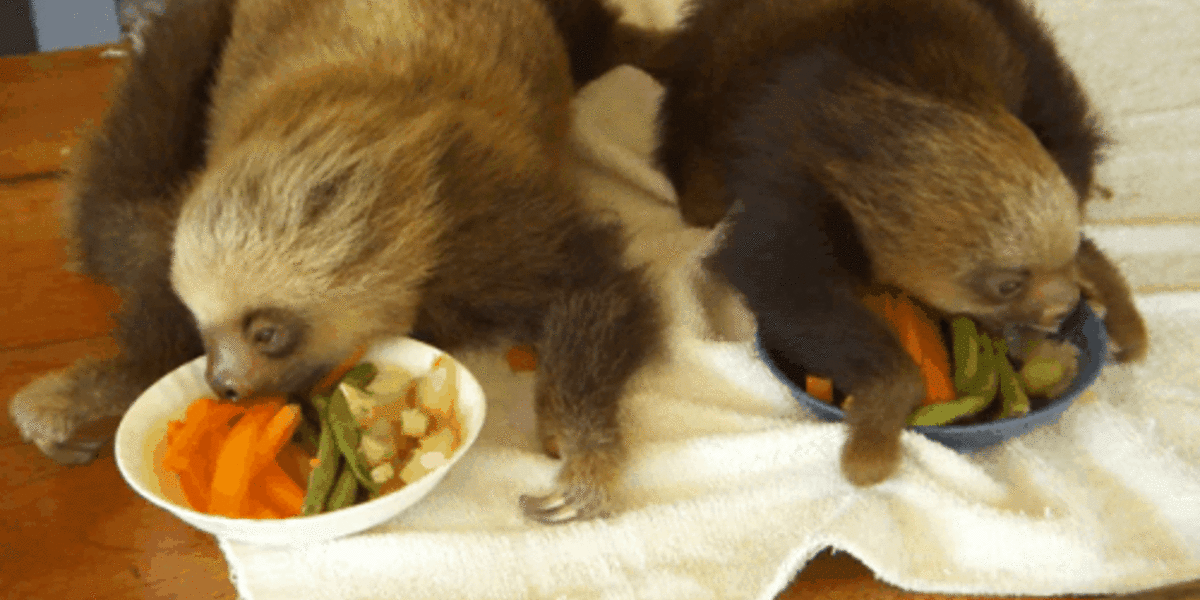 The 7 Adorable Ways To Eat Your Thanksgiving Meal, As Shown By Furry ...
