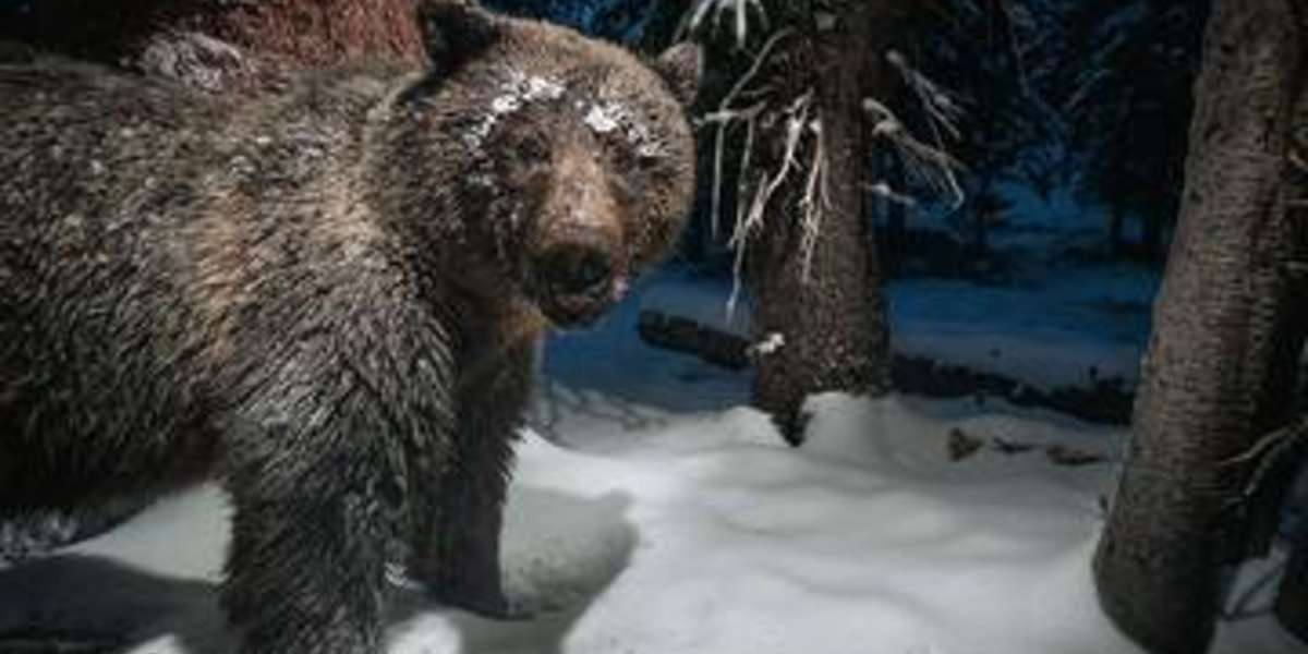 Caught on Camera - National Geographic Photo of the Day pic.twitter.com ...