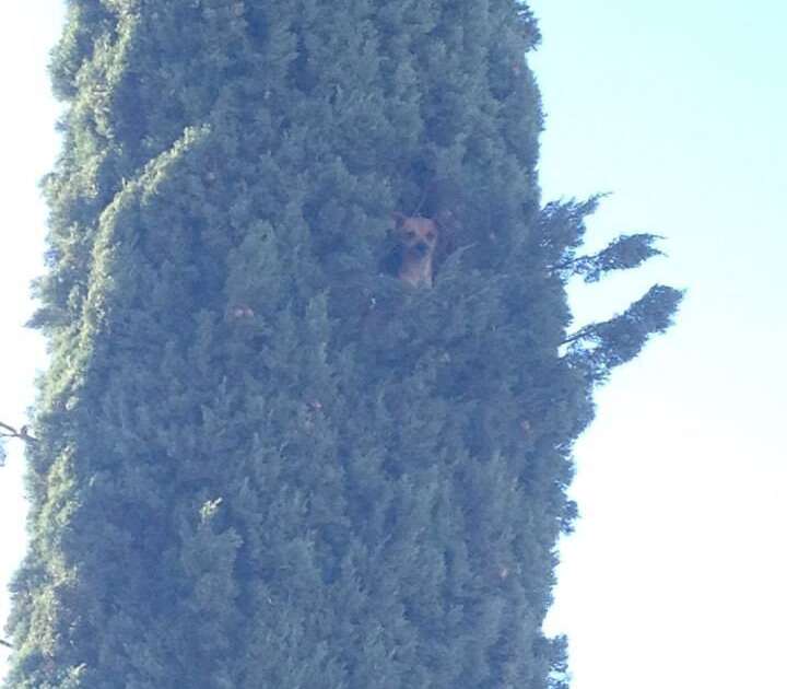 Dog Stuck High Up In Tree Could, Um, Use A Little Help Getting Down ...