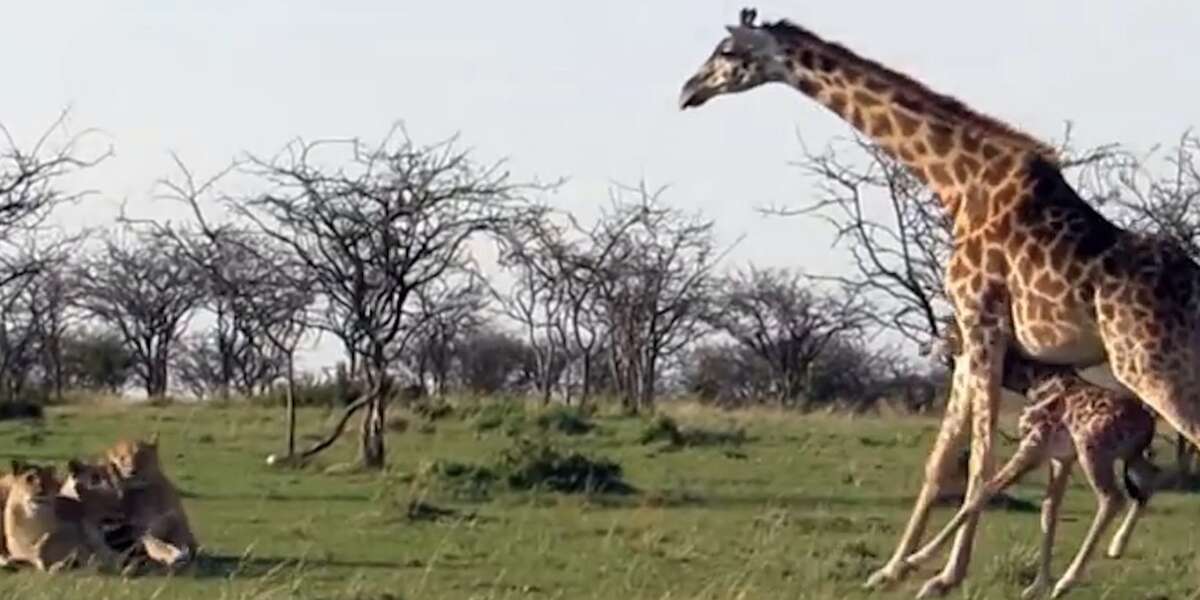 Giraffe Mom Shows Lions That NO ONE Messes With Her Family - The Dodo