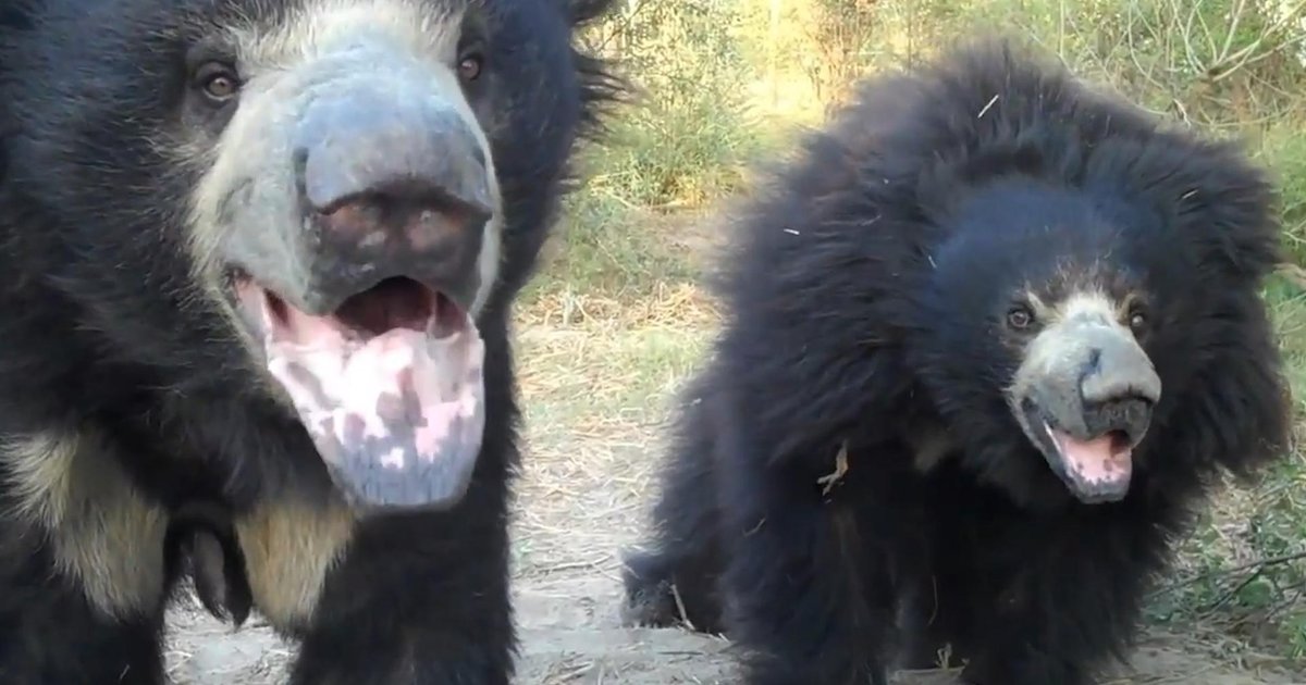 Dancing Bears Are Finally Free - The Dodo