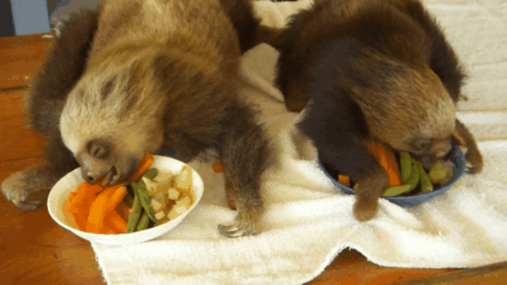 The 7 Adorable Ways To Eat Your Thanksgiving Meal, As Shown By Furry ...