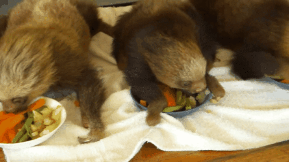 The 7 Adorable Ways To Eat Your Thanksgiving Meal, As Shown By Furry ...