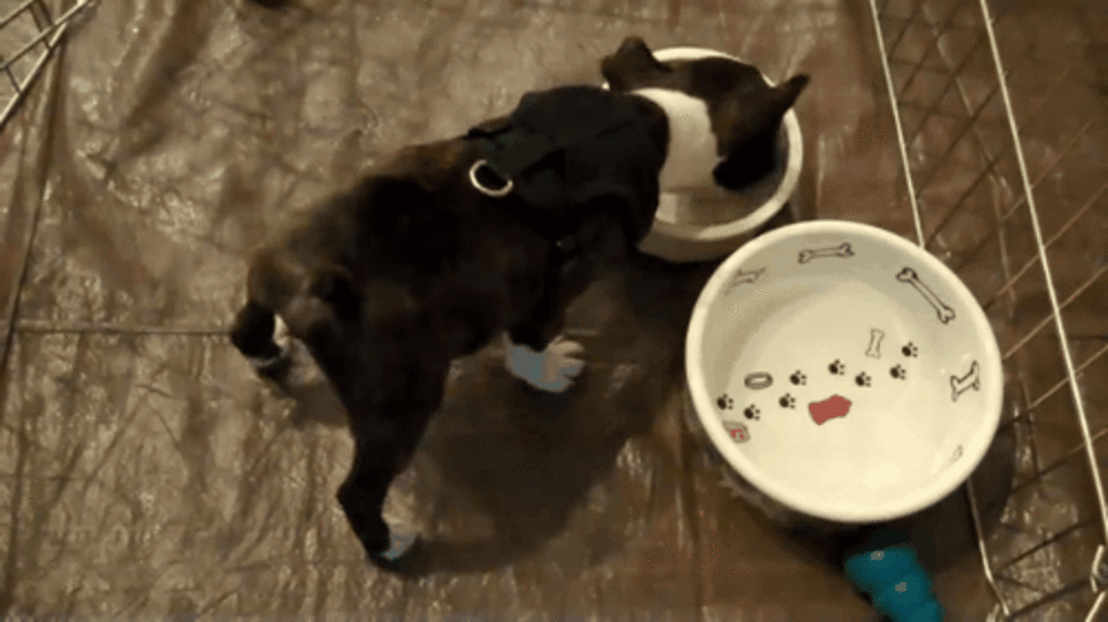 The 7 Adorable Ways To Eat Your Thanksgiving Meal, As Shown By Furry ...