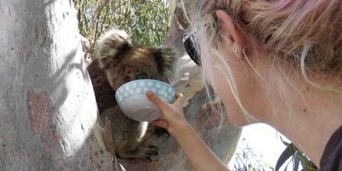 Giving Water to a Friendly Koala - The Dodo