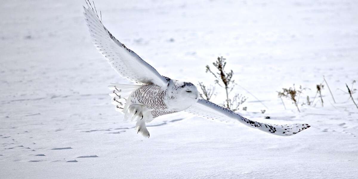It Took Weeks Of Waiting, But I Finally Got My Snowy Owl Photo - The Dodo