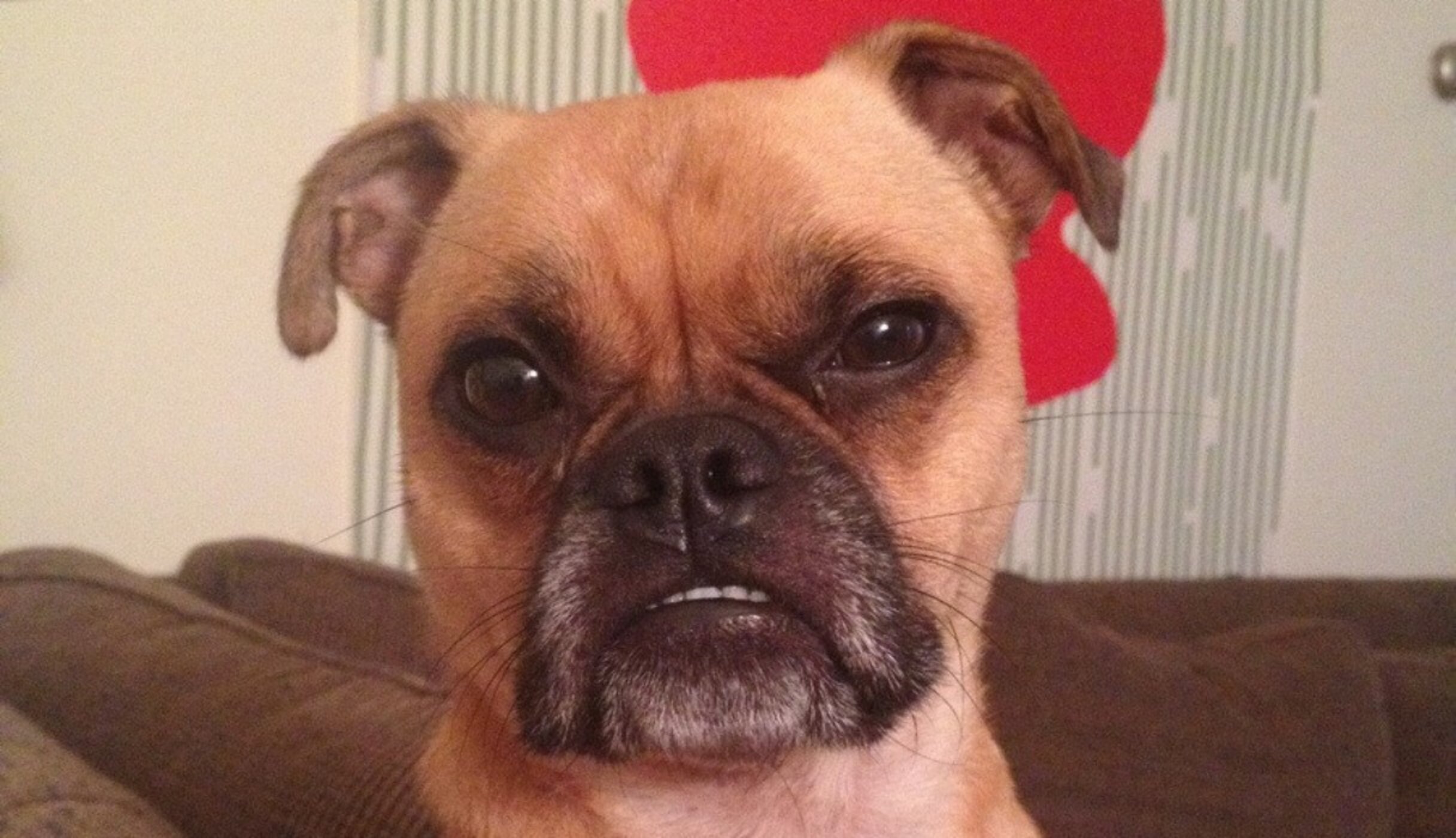 11 Pets Who Are Definitely Judging Your Life Choices - The Dodo