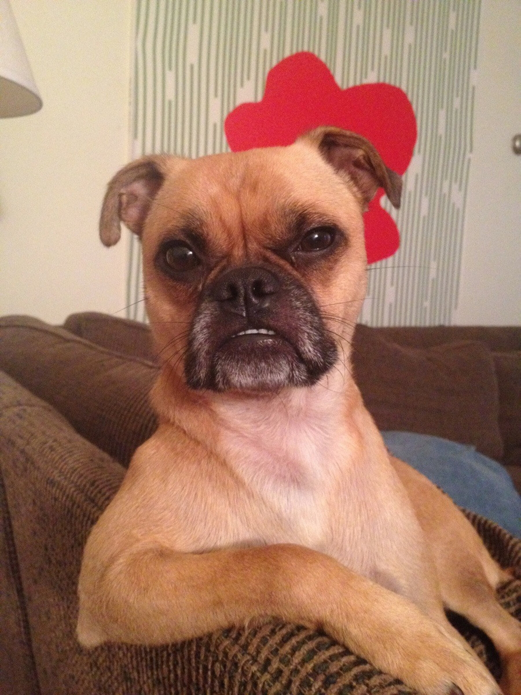 11 Pets Who Are Definitely Judging Your Life Choices - The Dodo