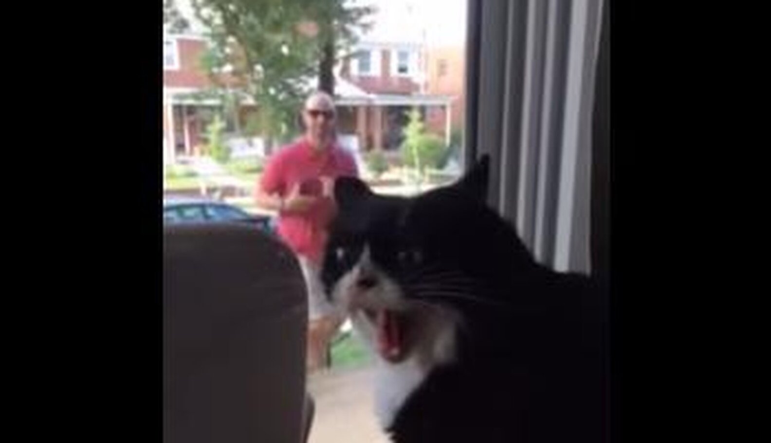 Cat Was Prepared To Greet New Family Cat ... NOT A Dog - The Dodo
