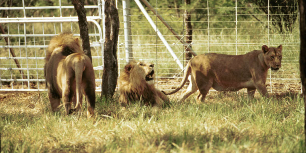 Trophy Hunting Money Will Never 'Save' A Species - The Dodo