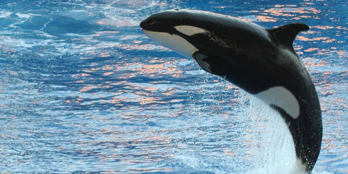 SeaWorld Is Now Listed As A “Prison & Correctional Facility” On ...