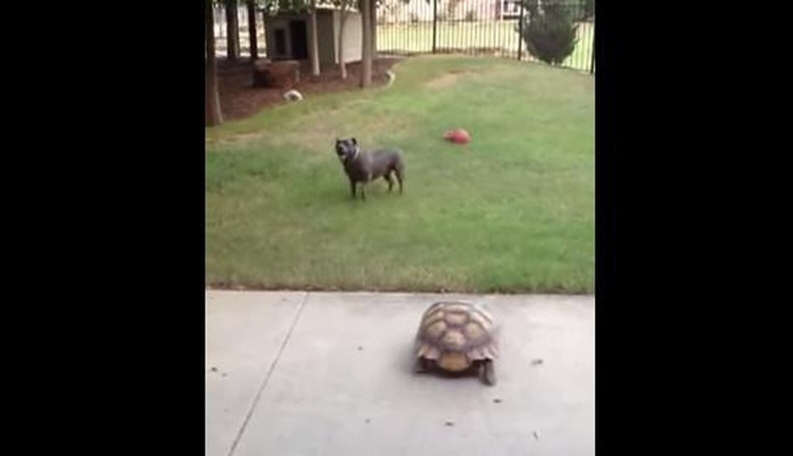 Tortoise Can't Get Enough Of Chasing His Pit Bull Sister - The Dodo