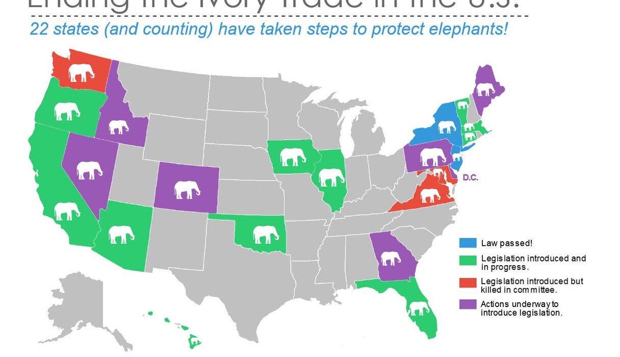 Is Ivory Trading Legal In Your State? - The Dodo