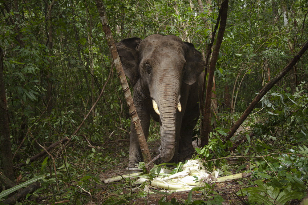 Is Ivory Trading Legal In Your State? - The Dodo