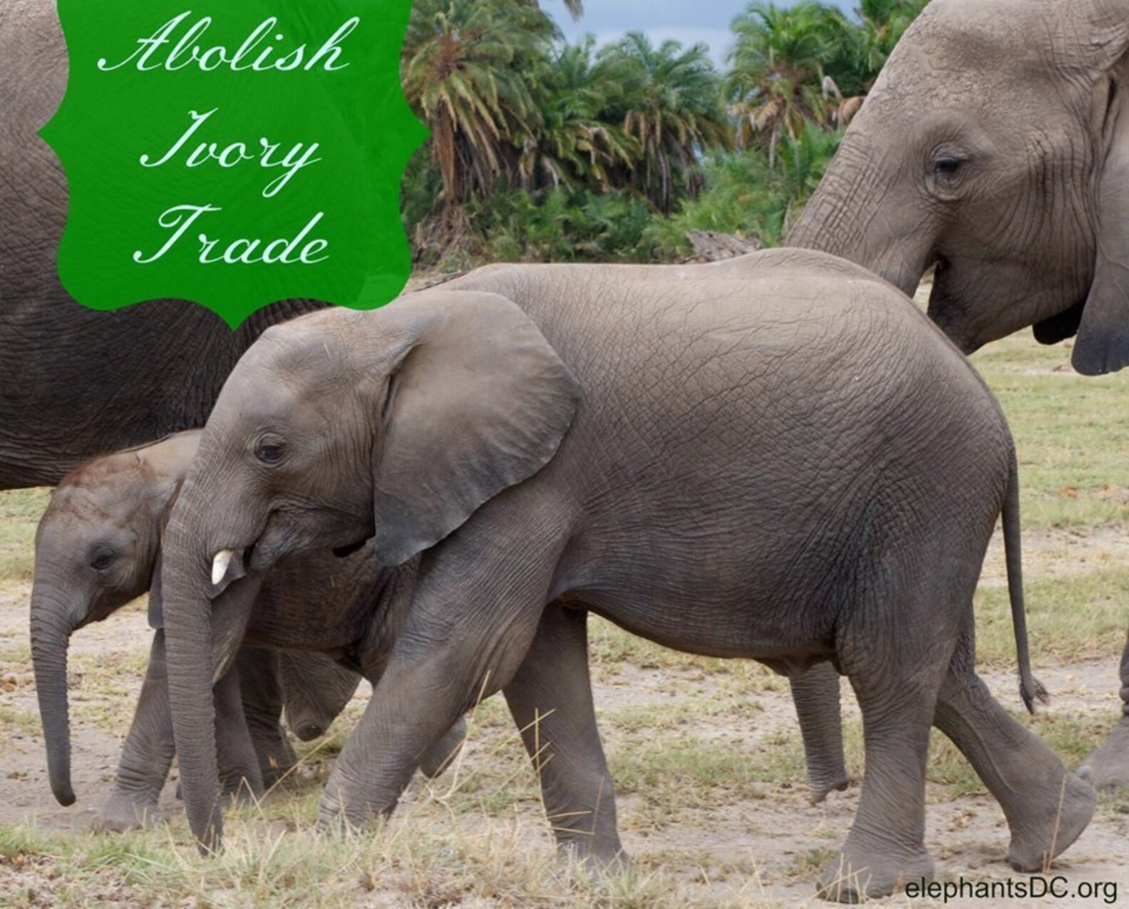 Is Ivory Trading Legal In Your State? - The Dodo