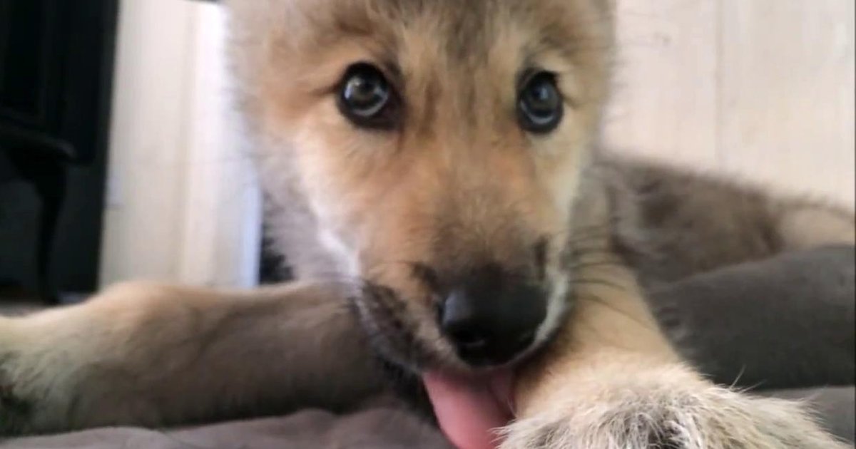Sleepy Wolf Cub Bravely Battles Hiccups - The Dodo