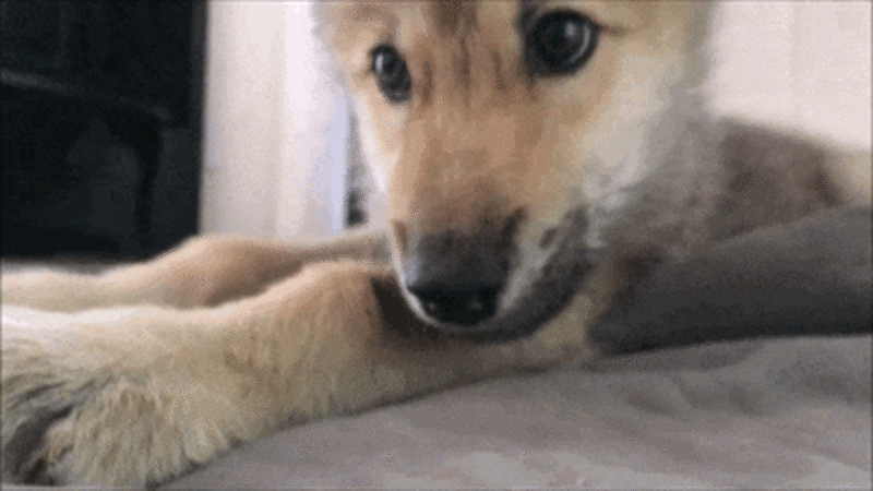 Sleepy Wolf Cub Bravely Battles Hiccups - The Dodo