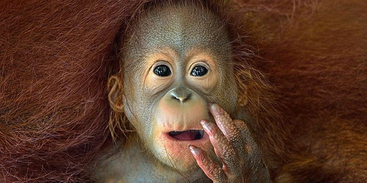 Stunning Wildlife Shots From The World Photography Awards Shortlist ...