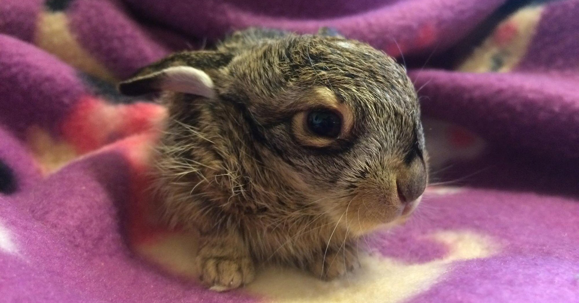 Newborn Jack Rabbit
