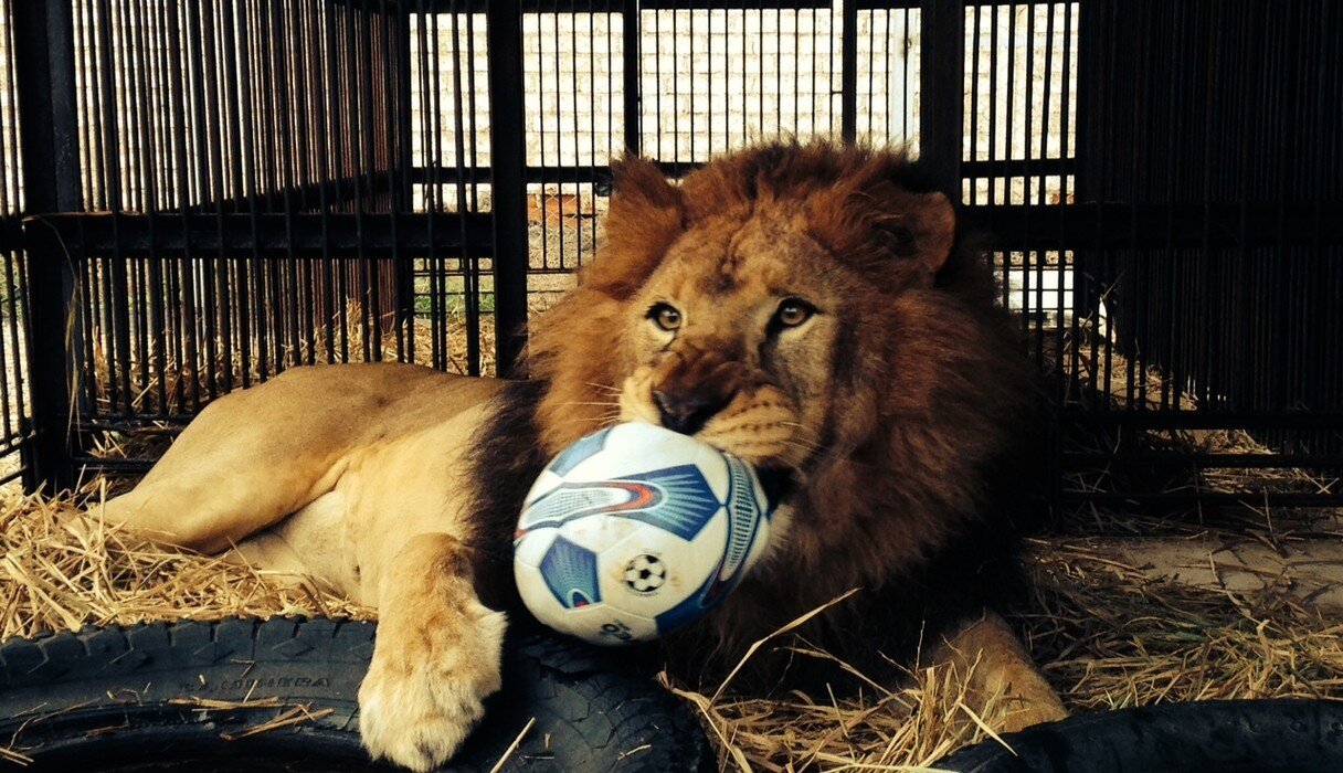 30 Rescued Circus Lions Are On Standby For A Flight Out Of Peru - The Dodo