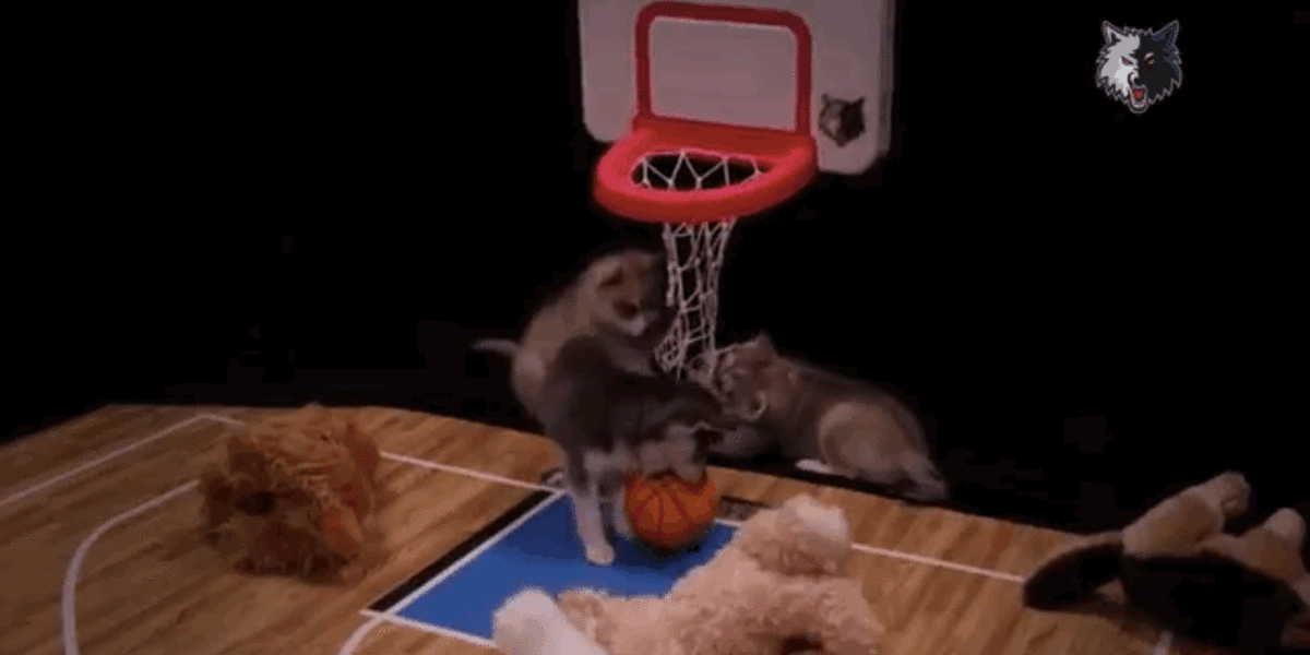 Meet The Minnesota Timberwolves New Recruits - The Dodo