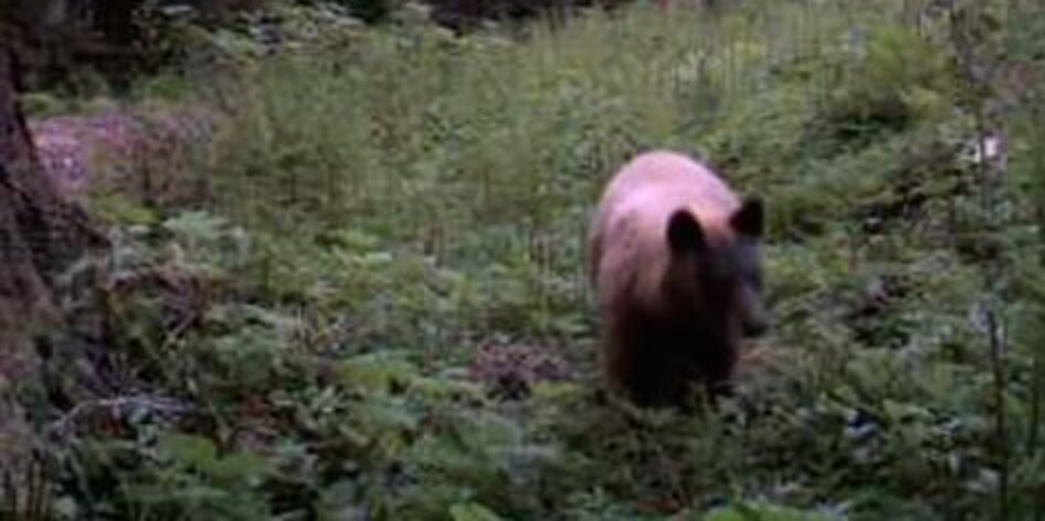 If You Love Animals, Here's One Hopeful Look At The Future - The Dodo