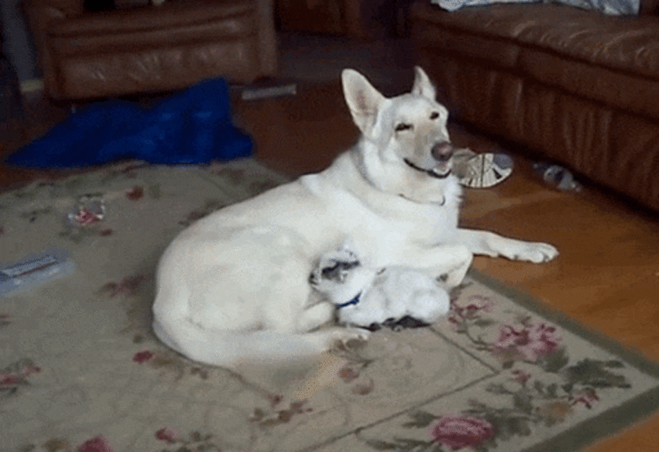 Snuggly Dog And Baby Goat Prove Love Knows No Bounds - The Dodo