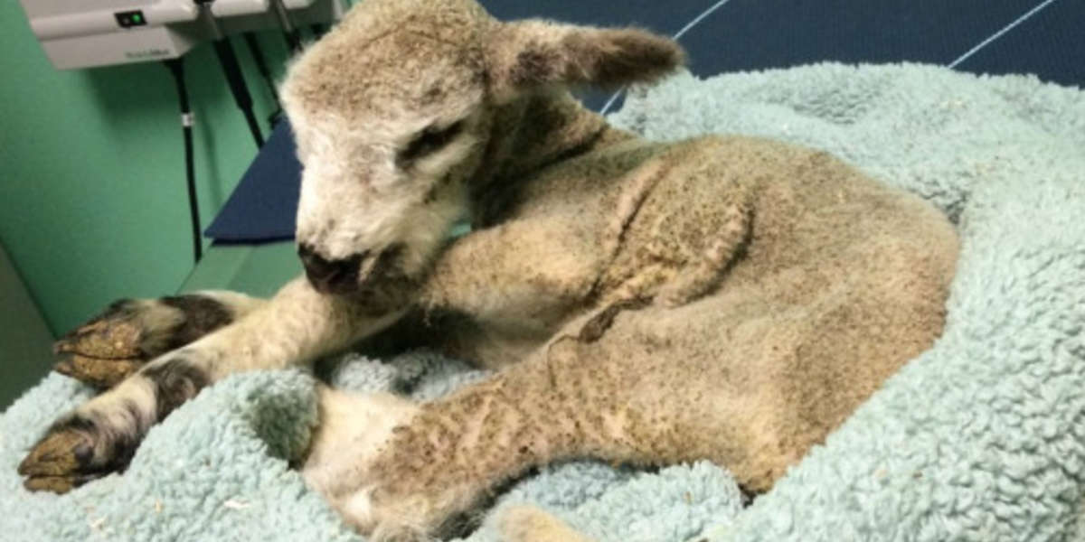 Lamb Abandoned In Empty Barn Is Now Spoiled Rotten - The Dodo