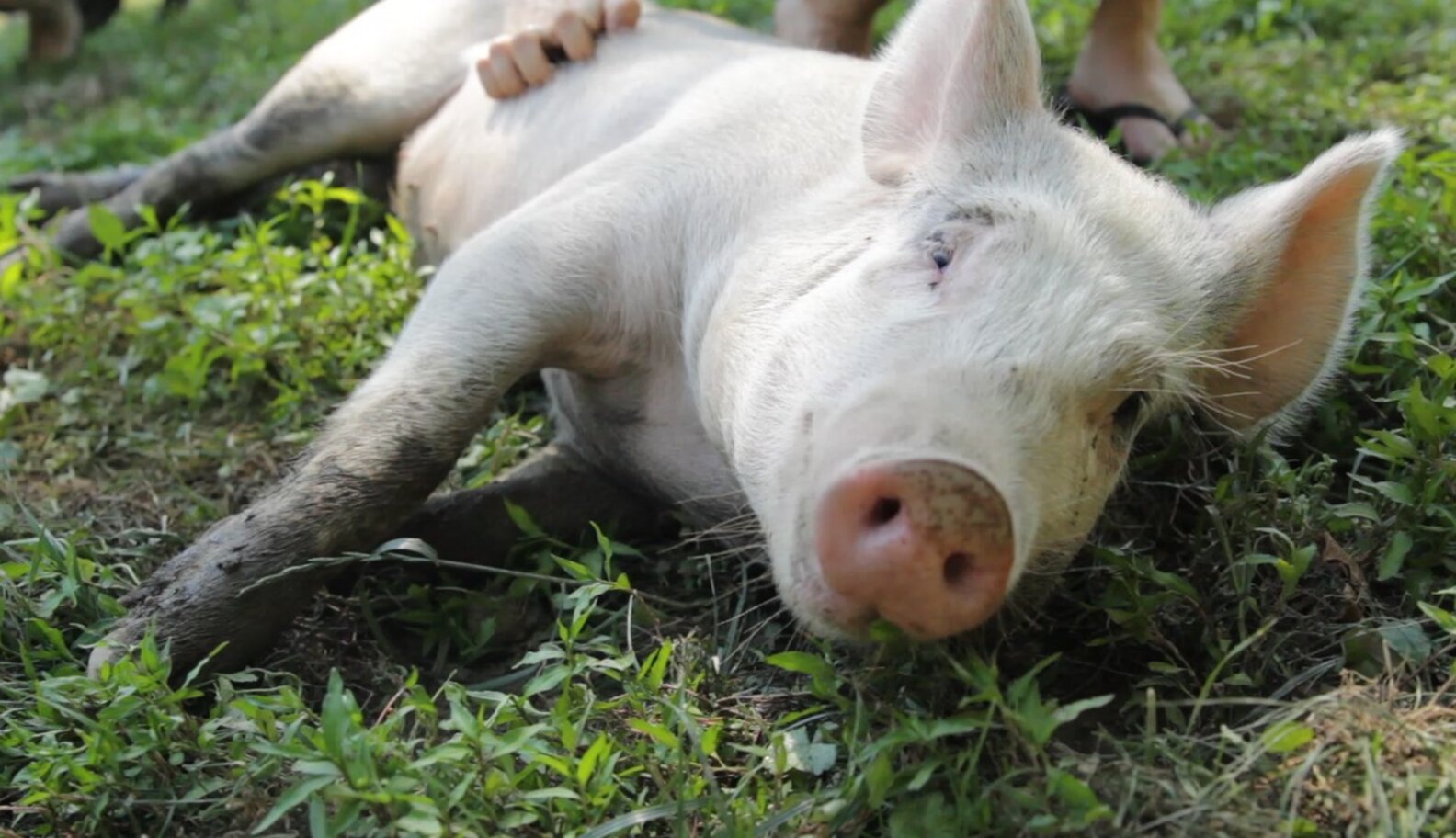 WATCH: Rescued Pigs Get Belly Rubs - The Dodo