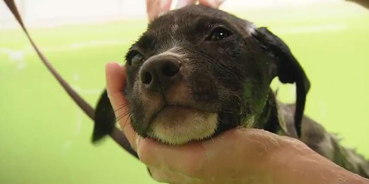 Rescue Dogs Get Baths For The First Time - Videos - The Dodo