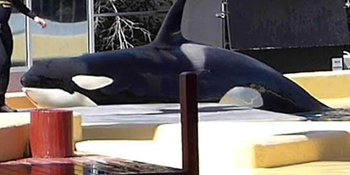 SeaWorld Orca Beaches Herself AGAIN In New Video - The Dodo