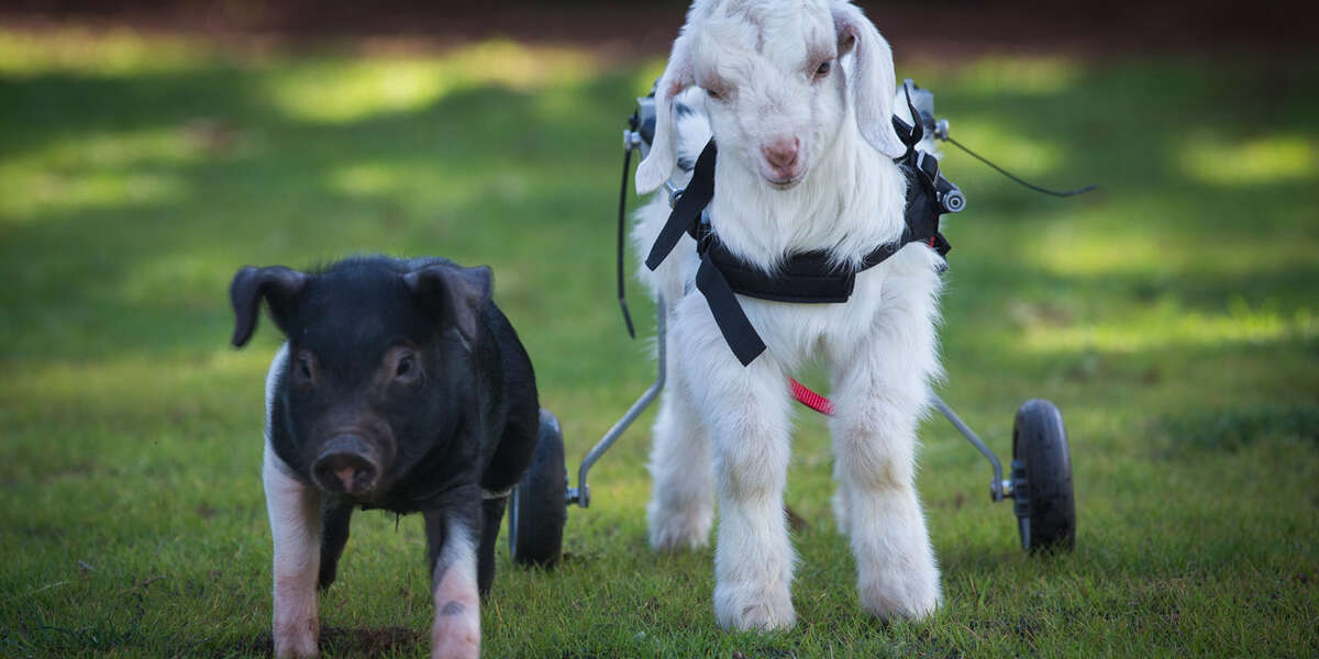 FROSTIE THE SNOWGOAT - The Dodo